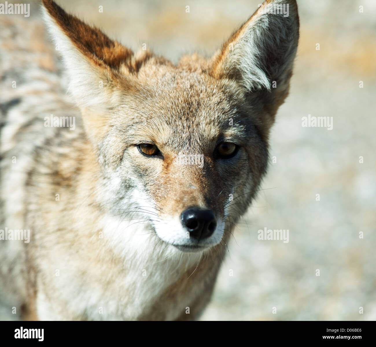 Coyote With Prey High Resolution Stock Photography and Images - Alamy