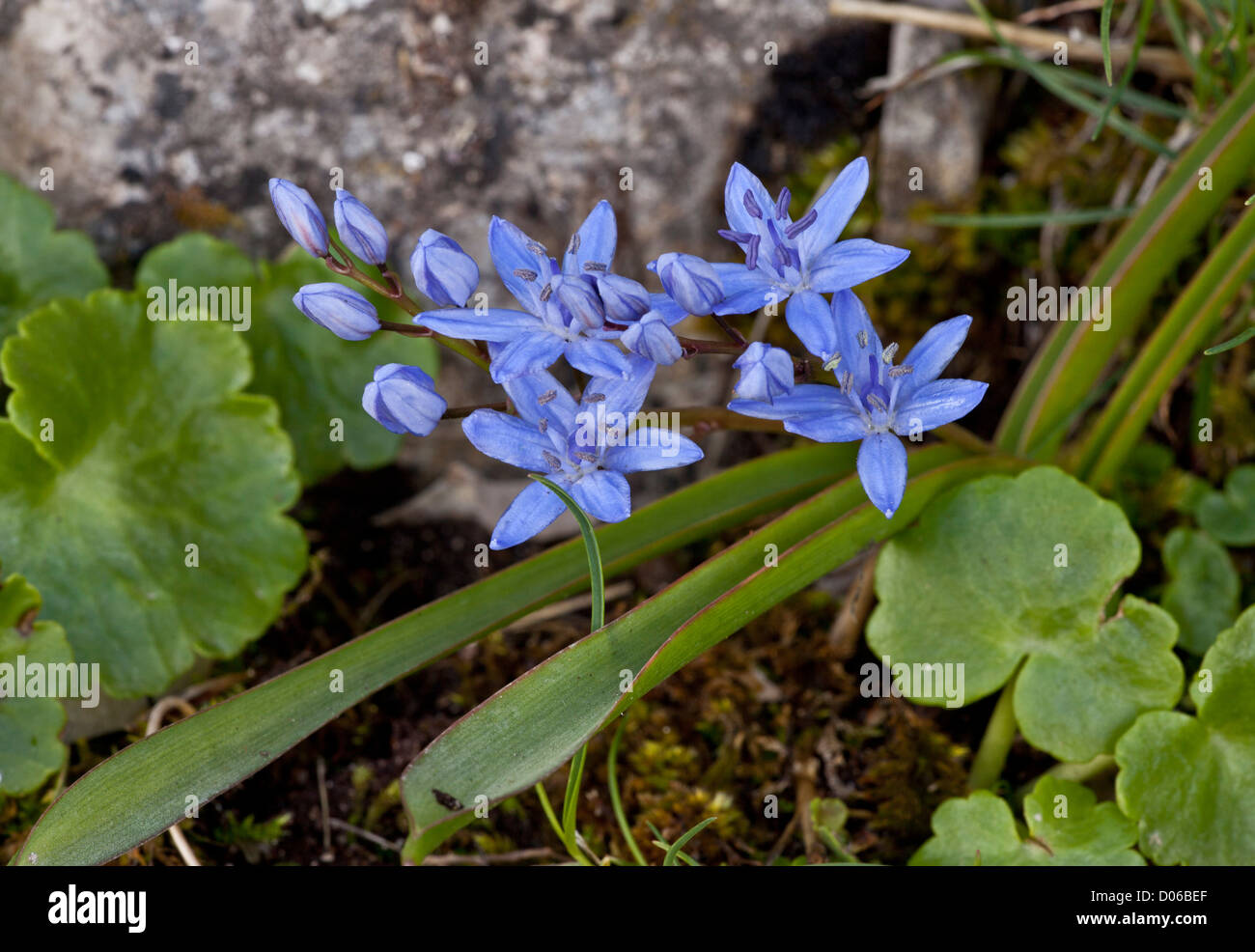 Alpine Squill, Scilla bifolia in flower, Pindos Mountains, Greece Stock ...