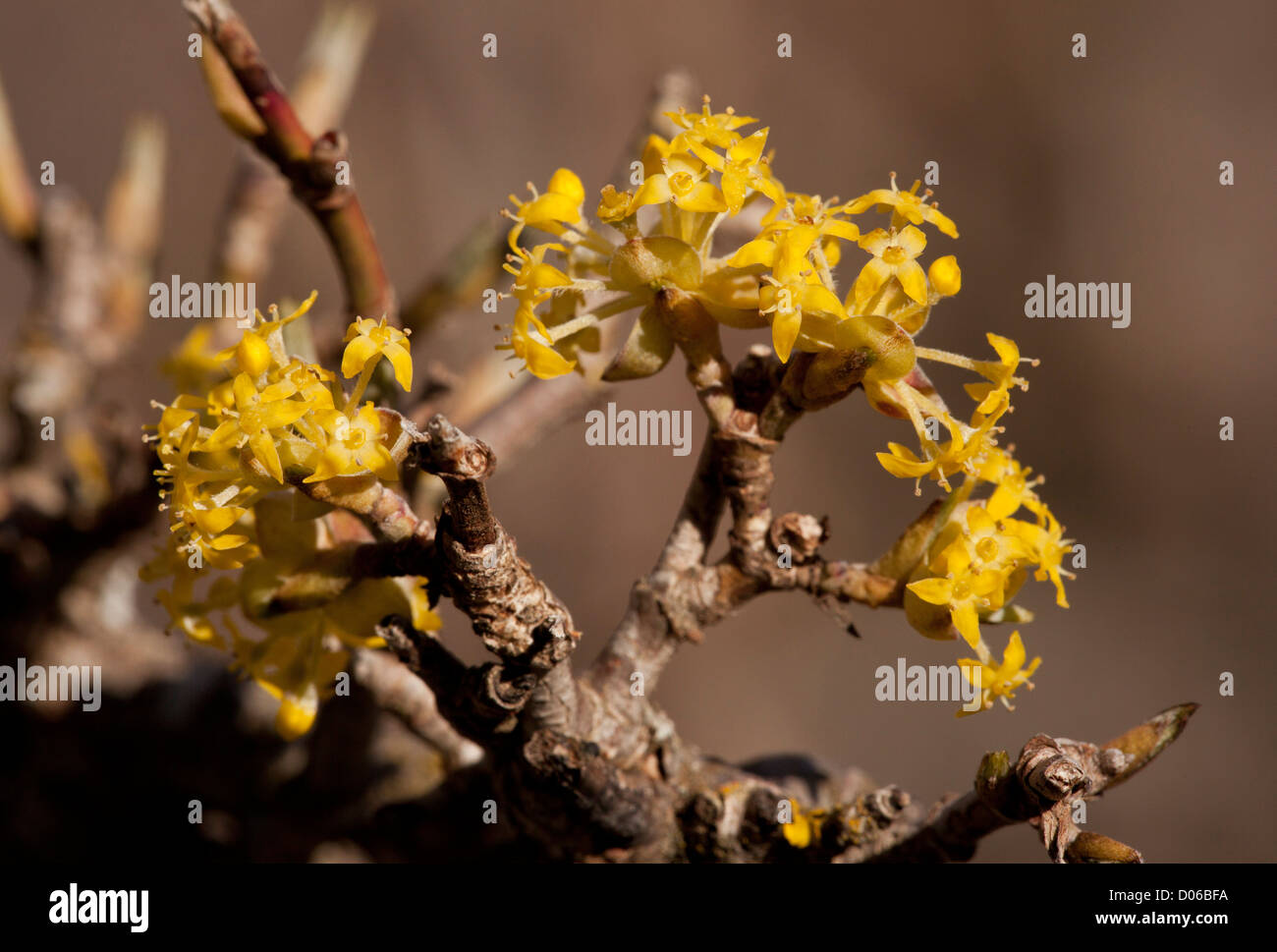 Cornelian Cherry, Cornus mas, in flower, early spring. Greece Stock ...