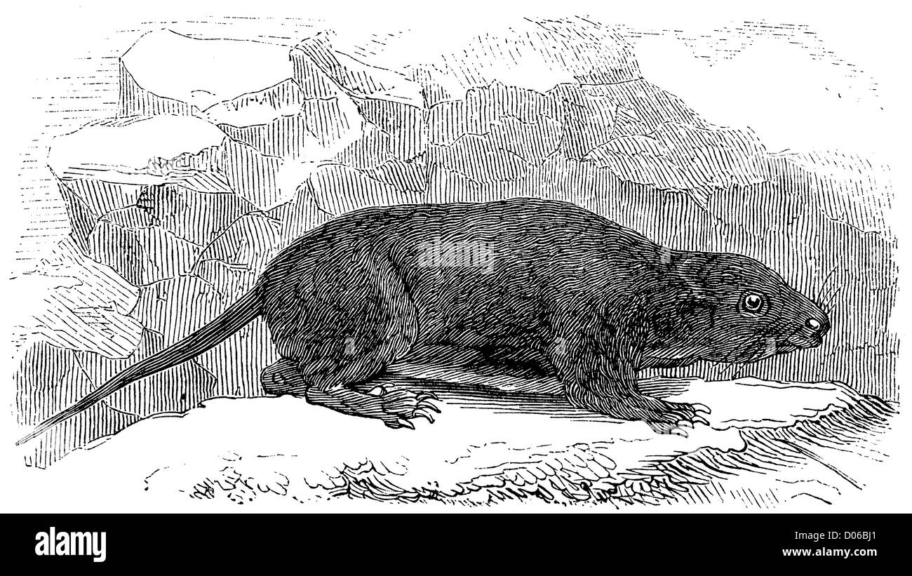 Vole Black and White Stock Photos & Images - Alamy