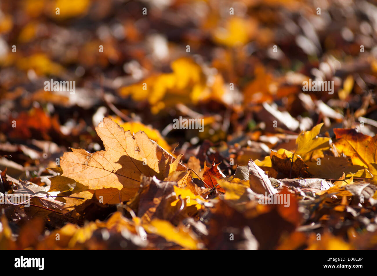 Autumn leaves uk hi-res stock photography and images - Alamy