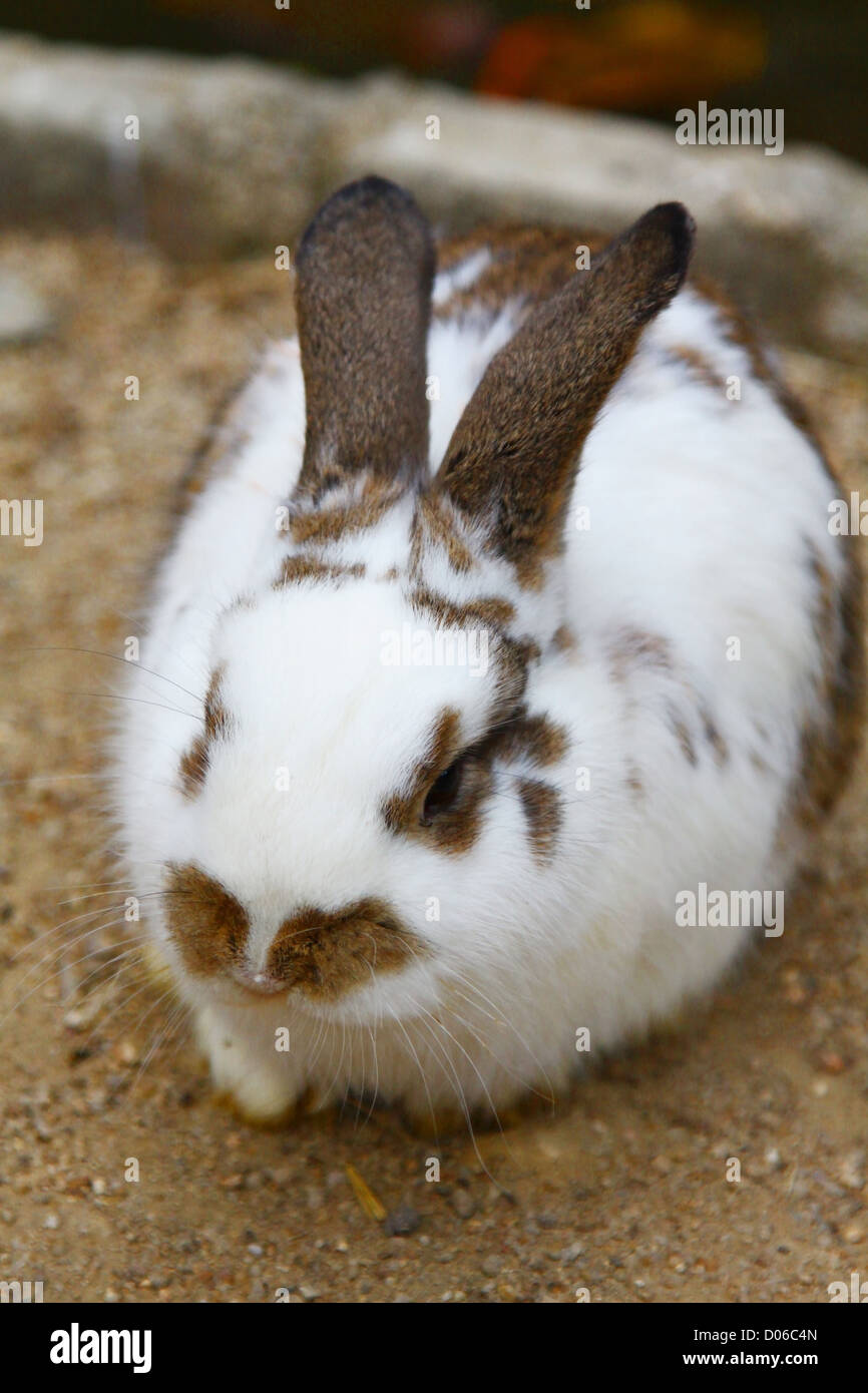 Rabbit close-up shot Stock Photo - Alamy