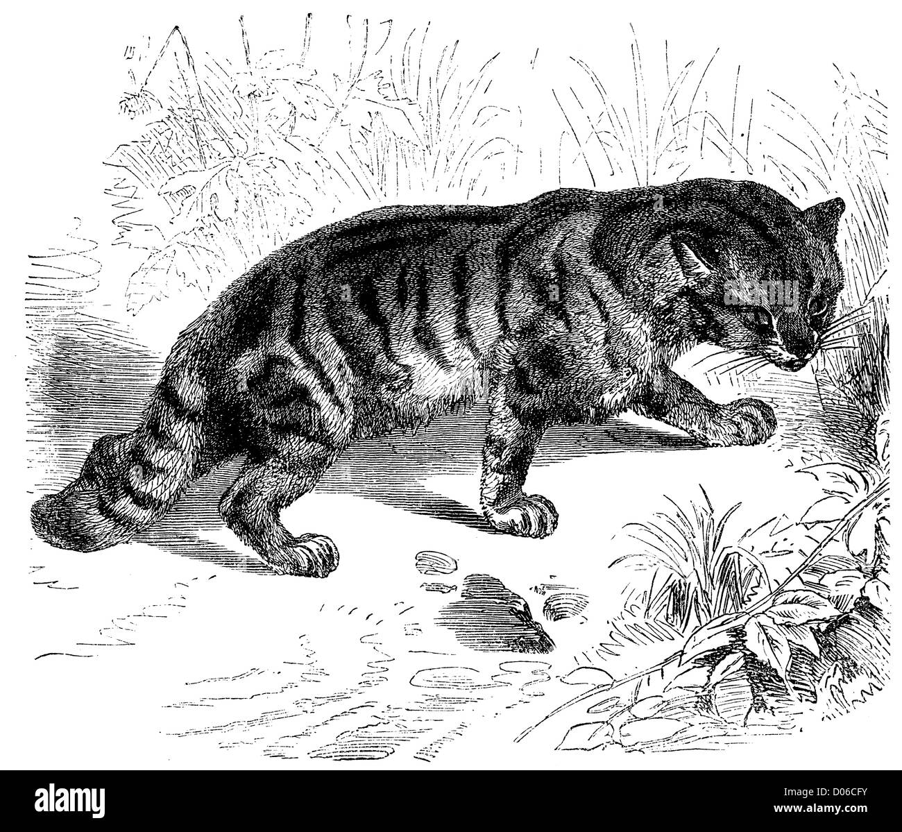 Black wild cat hi-res stock photography and images - Alamy