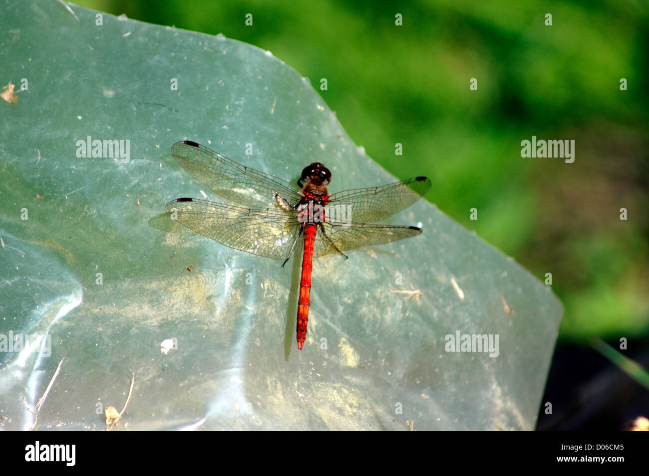 RED VEINED DARTER Stock Photo - Alamy