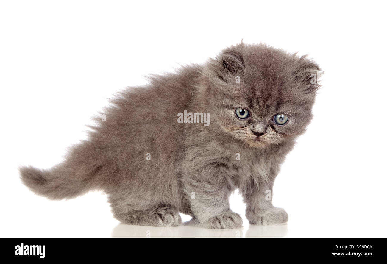 Beautiful angora kitten with gray and soft hair isolated on white ...