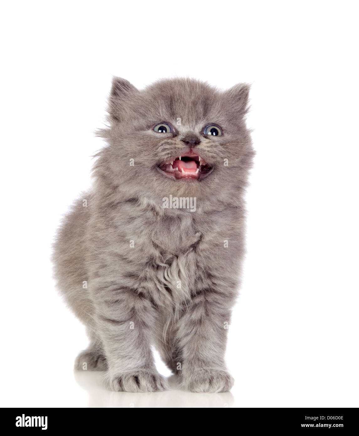Beautiful angora kitten with gray and soft hair isolated on white ...