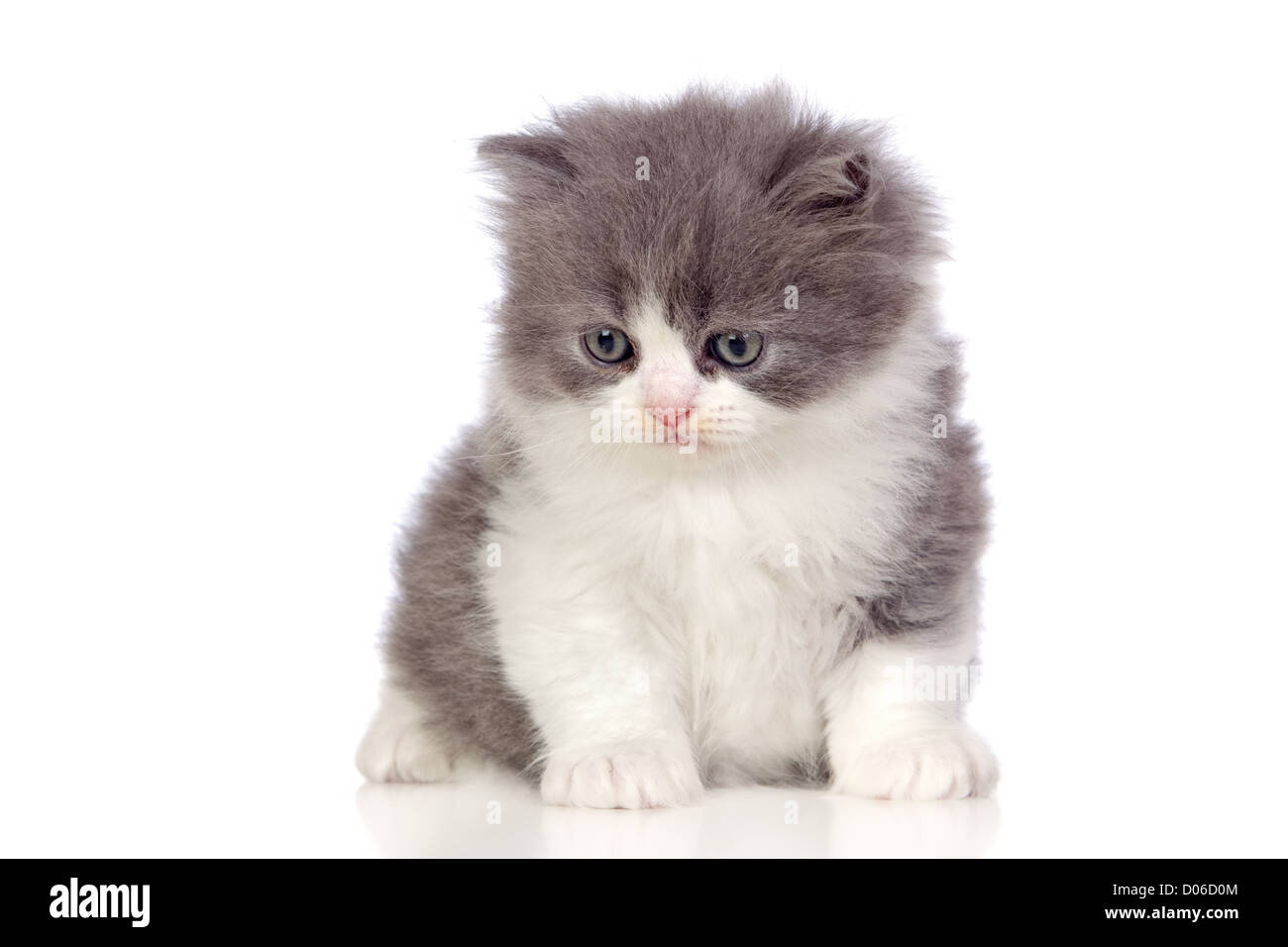 Beautiful angora kitten with gray and soft hair isolated on white ...