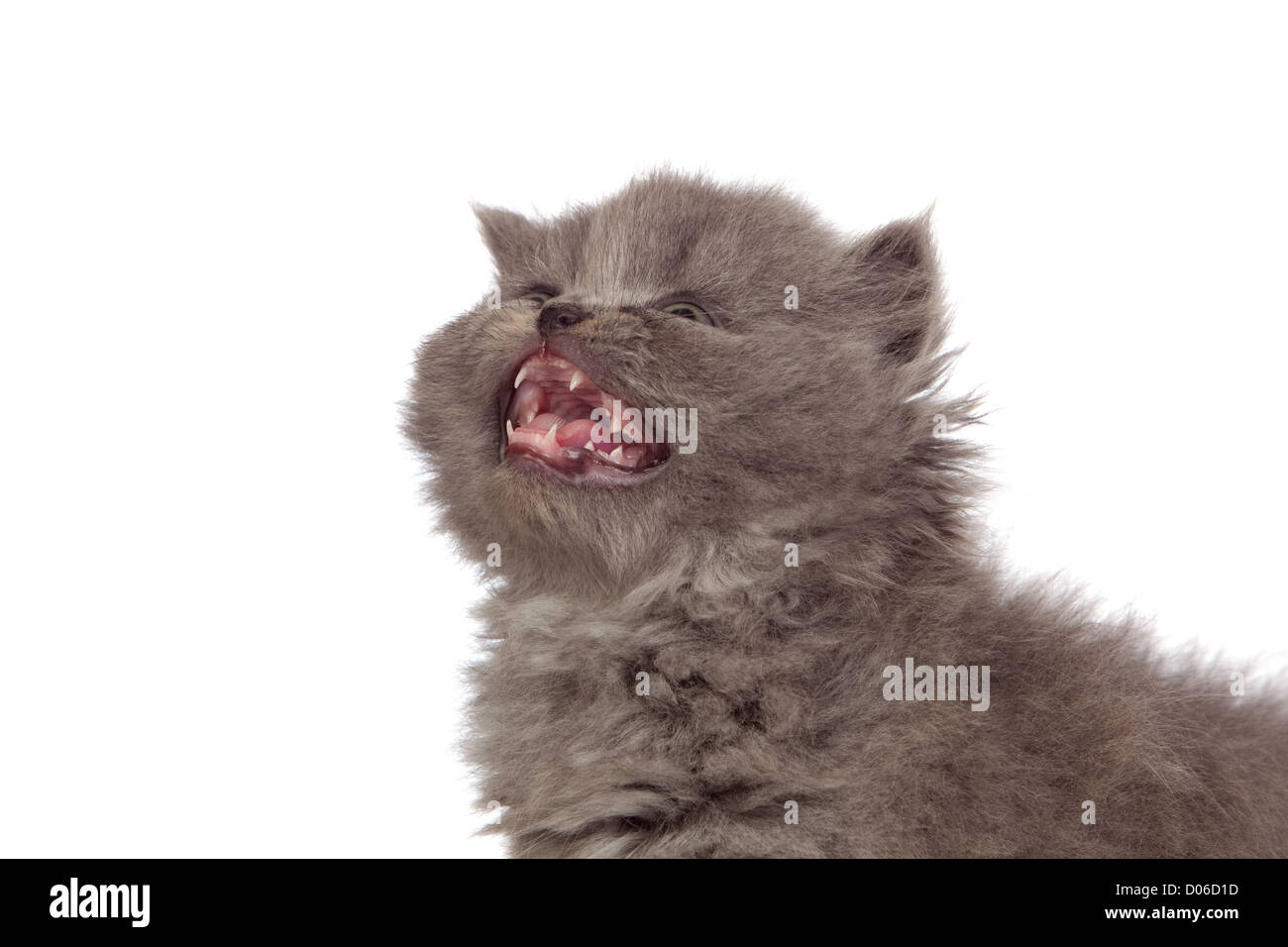 Beautiful angora kitten with gray and soft hair isolated on white ...