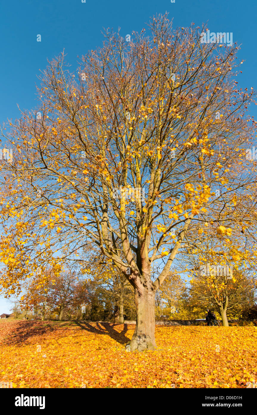 Autumn trees uk hi-res stock photography and images - Alamy