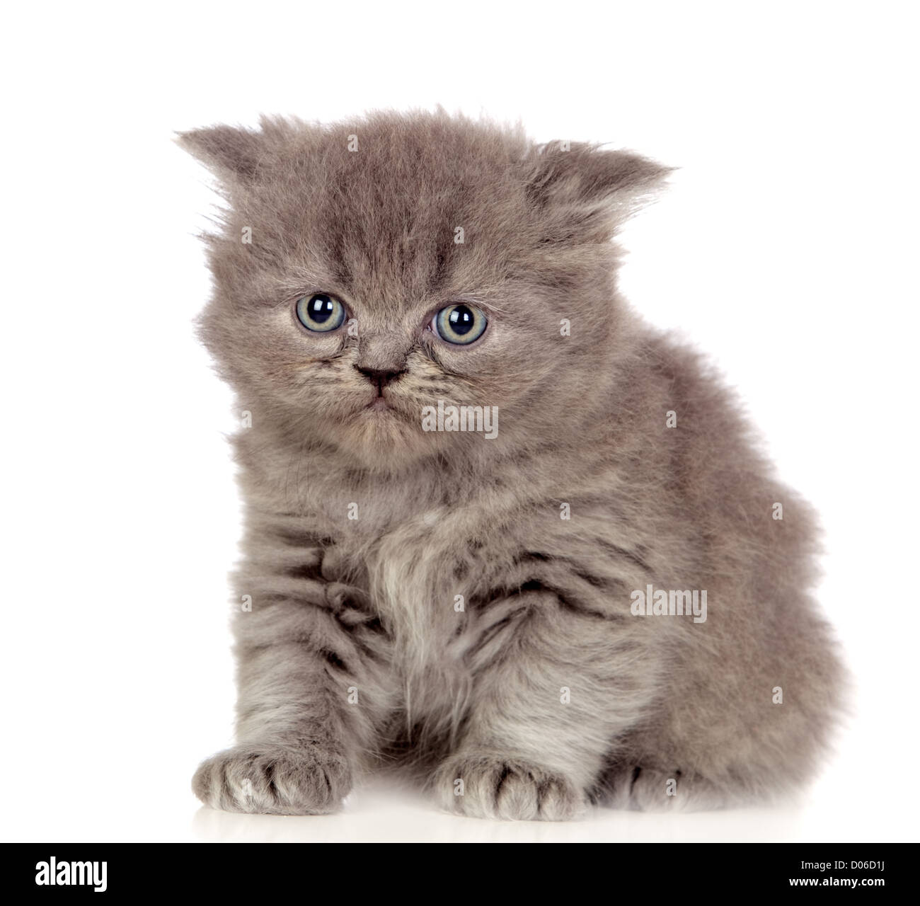 Beautiful angora kitten with gray and soft hair isolated on white ...
