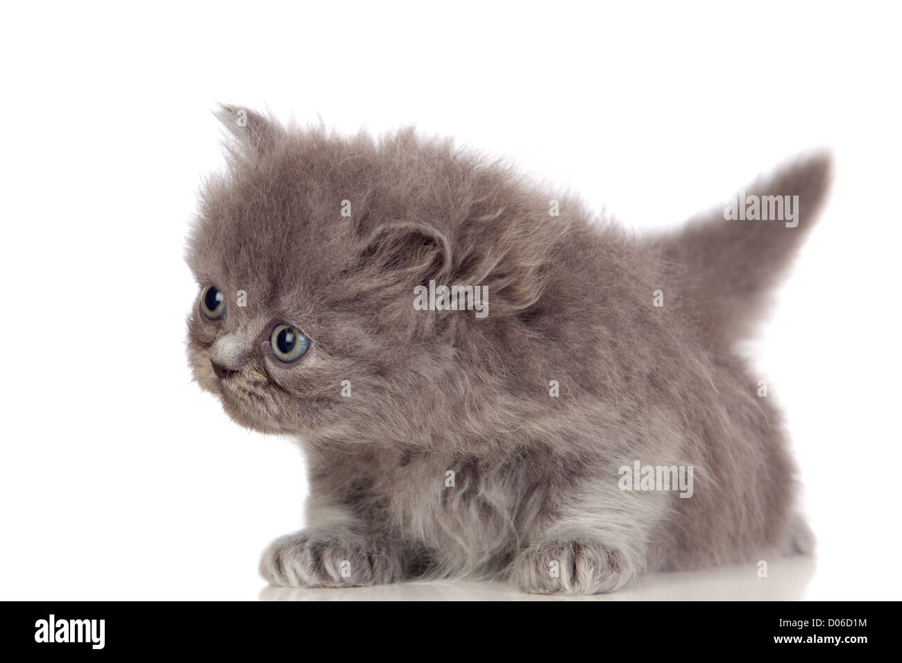 Grey Angora Kitten