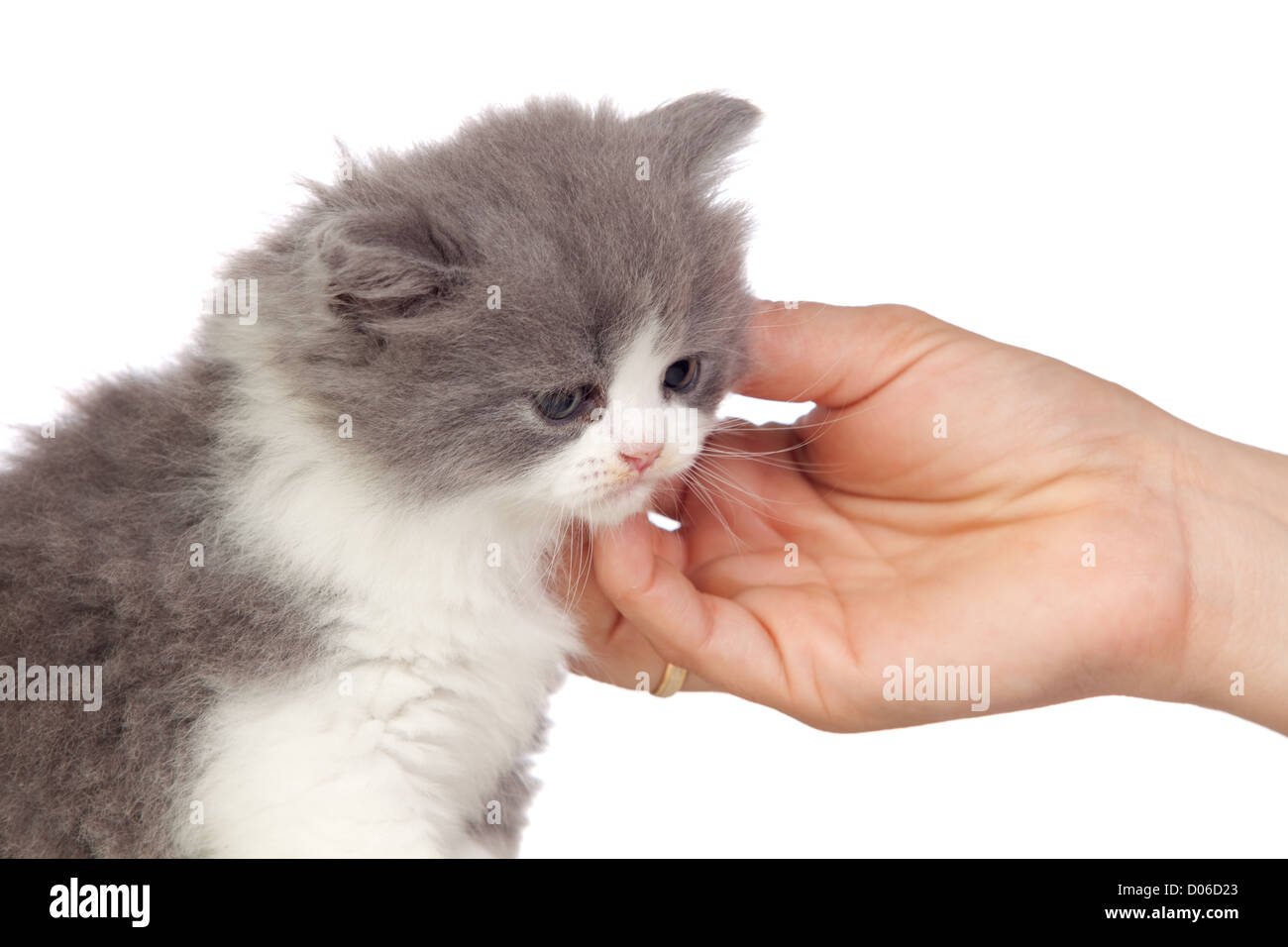 Nice angora cat receiving a caress isolated on white background Stock ...
