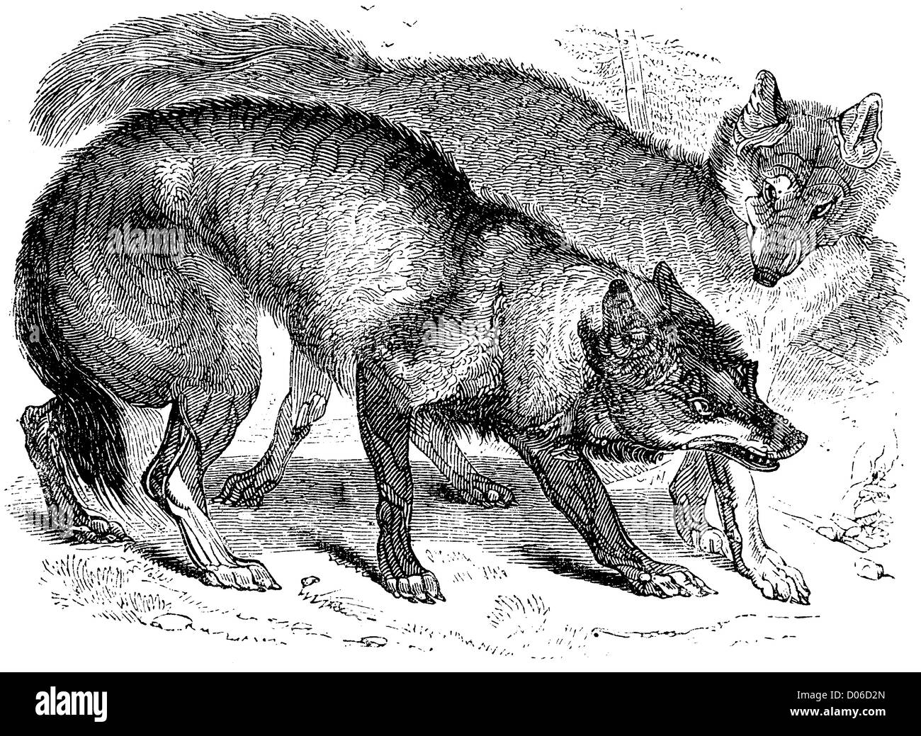 Wolves xylograph hi-res stock photography and images - Alamy