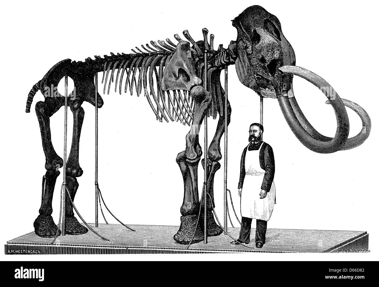 Zoology mammoth Black and White Stock Photos & Images - Alamy