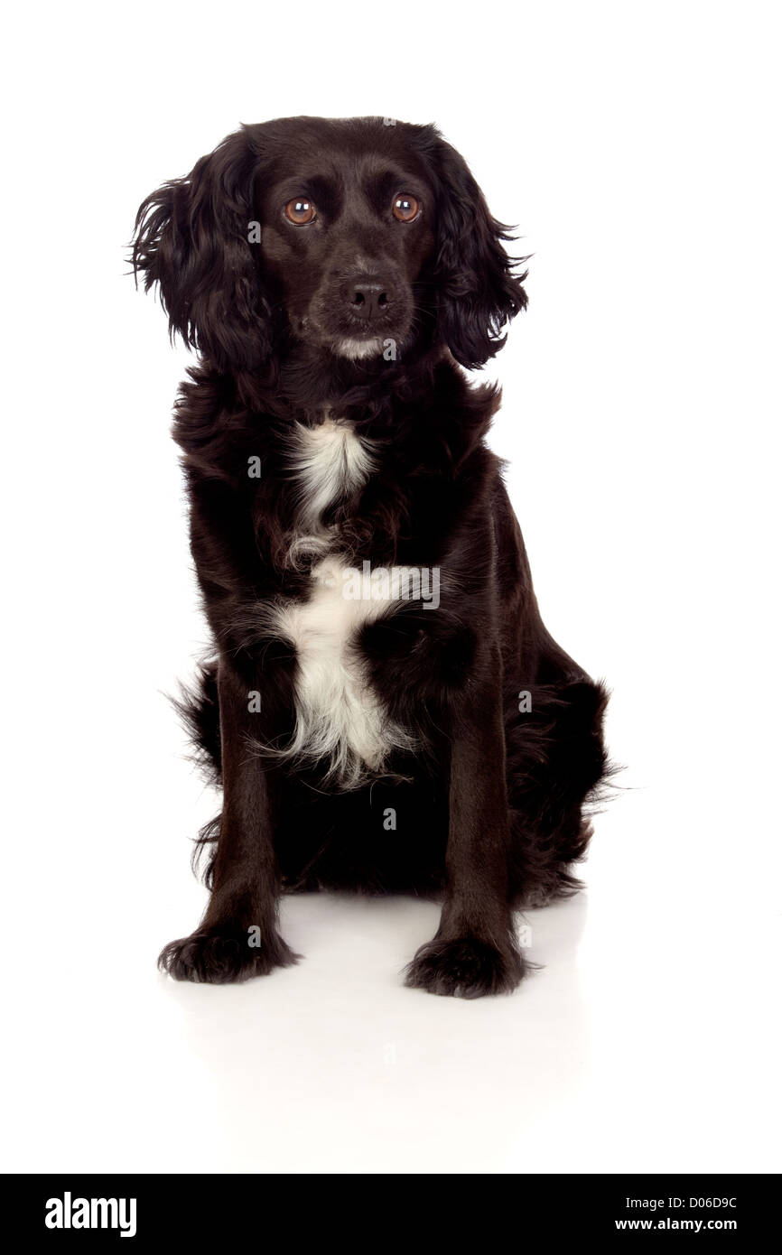 Beautiful black Cocker Spaniel isolated on white background Stock Photo ...