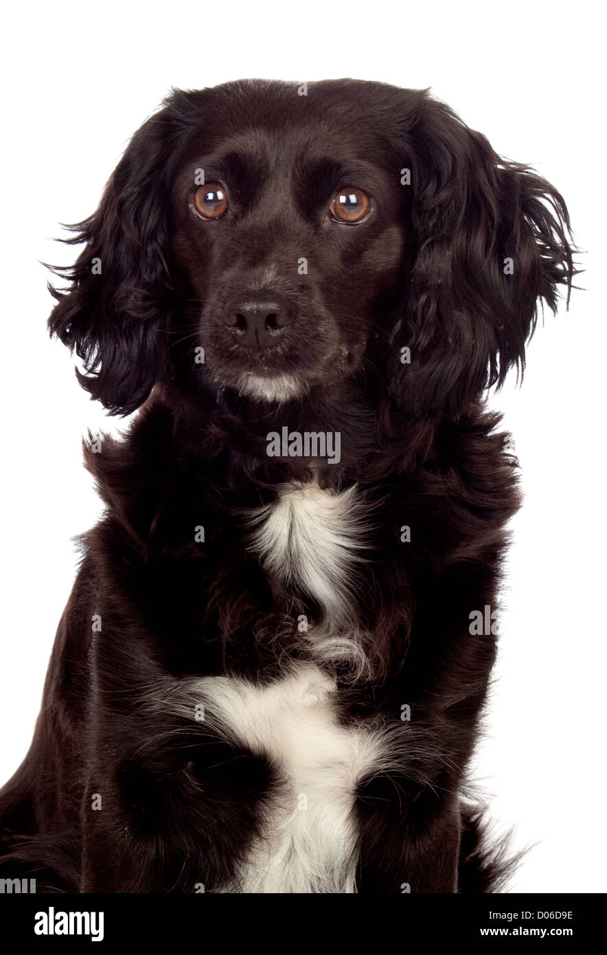 Beautiful black Cocker Spaniel isolated on white background Stock Photo ...