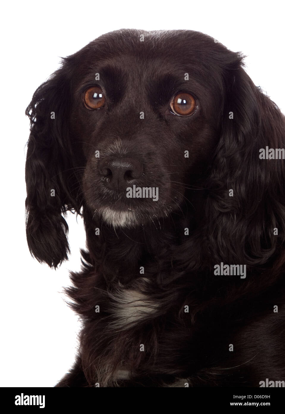 Beautiful black Cocker Spaniel isolated on white background Stock Photo ...