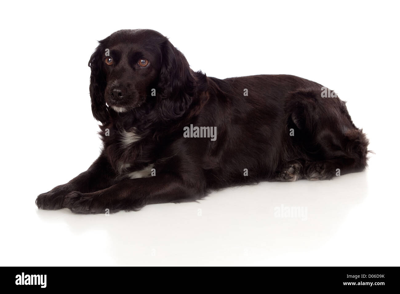 Beautiful black Cocker Spaniel isolated on white background Stock Photo ...