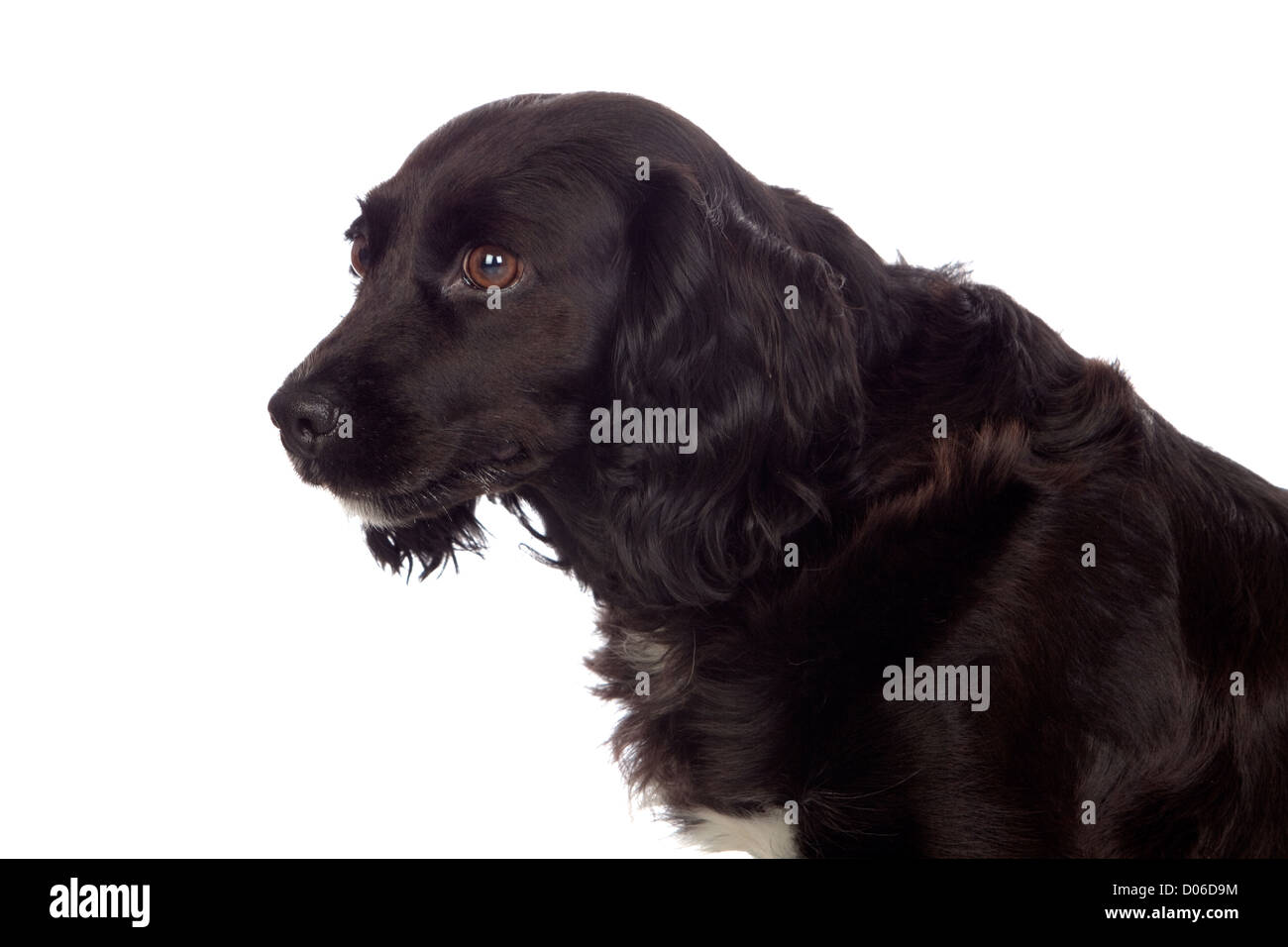 Beautiful black Cocker Spaniel isolated on white background Stock Photo ...