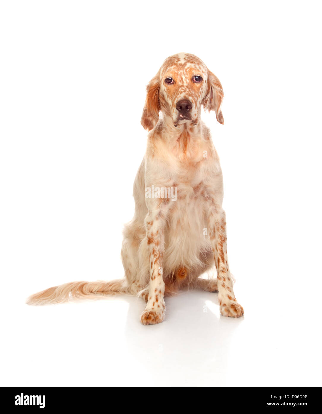 English setter Cut Out Stock Images & Pictures - Alamy