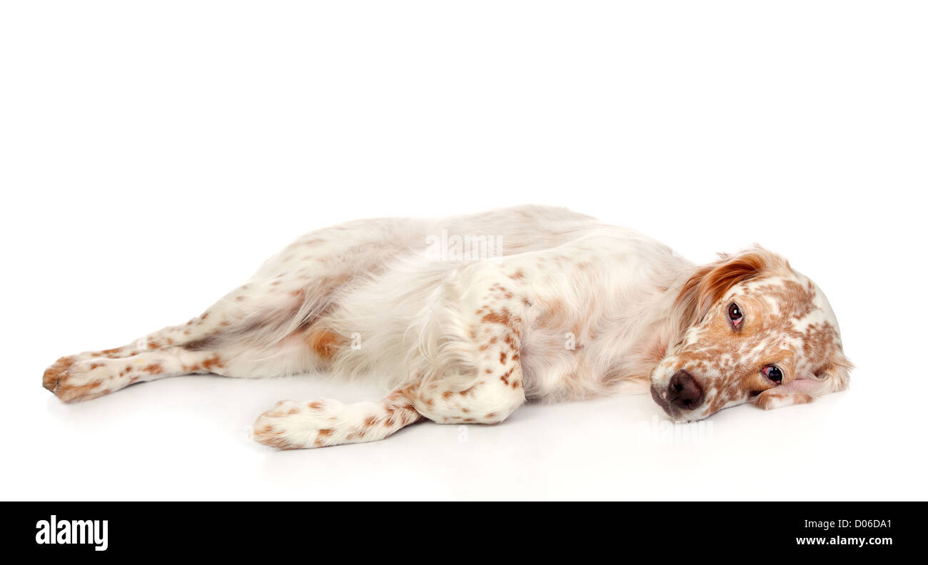 Beautiful English setter with brown spots isolated on white background ...