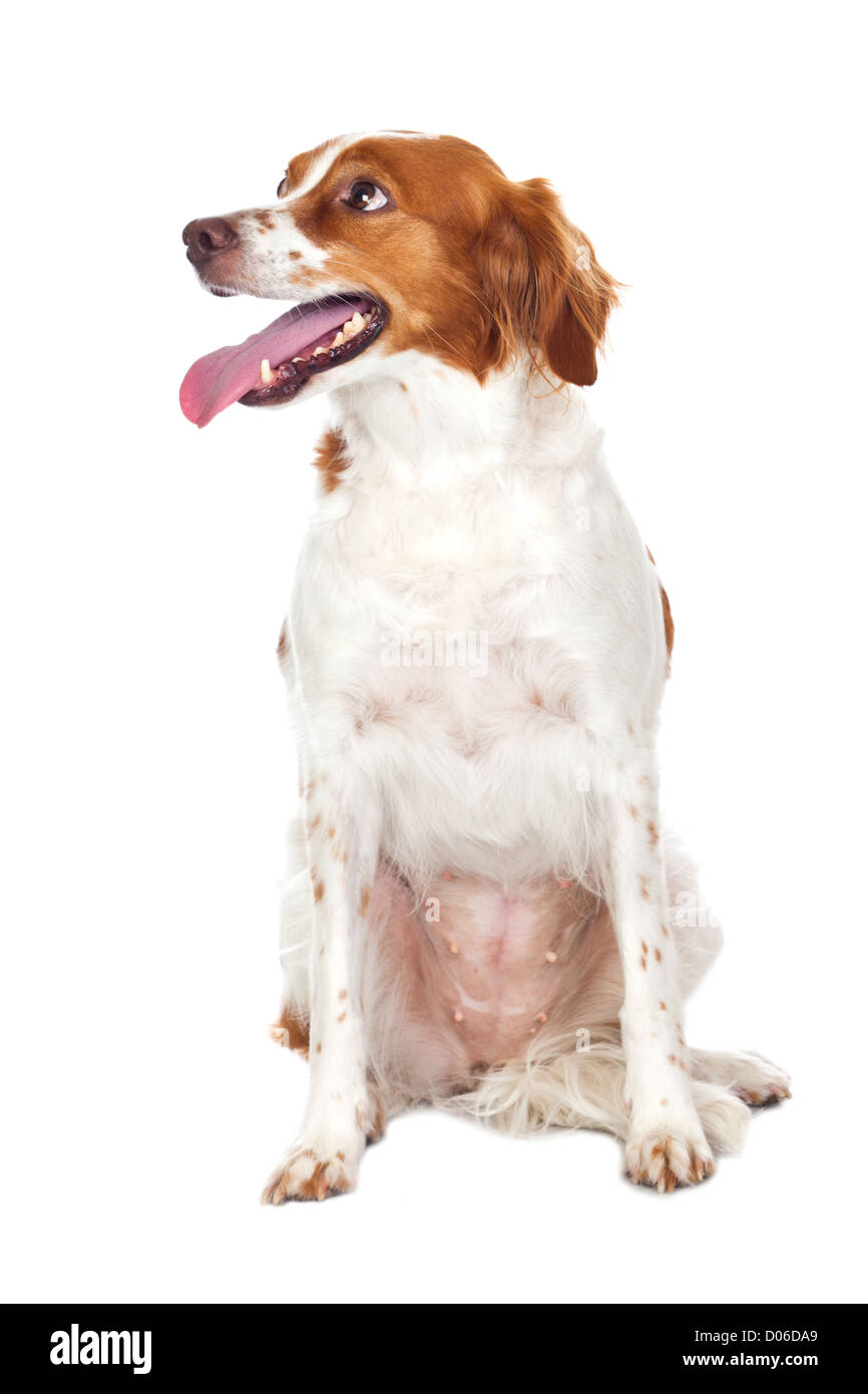 Nice hunting dog isolated on white background Stock Photo - Alamy