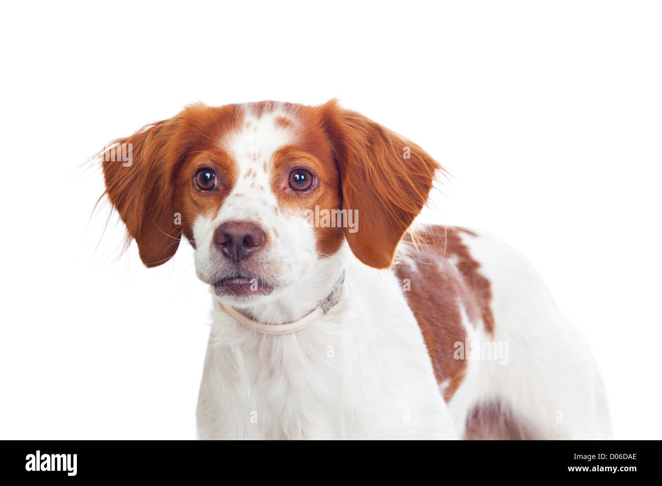 Nice hunting dog isolated on white background Stock Photo - Alamy