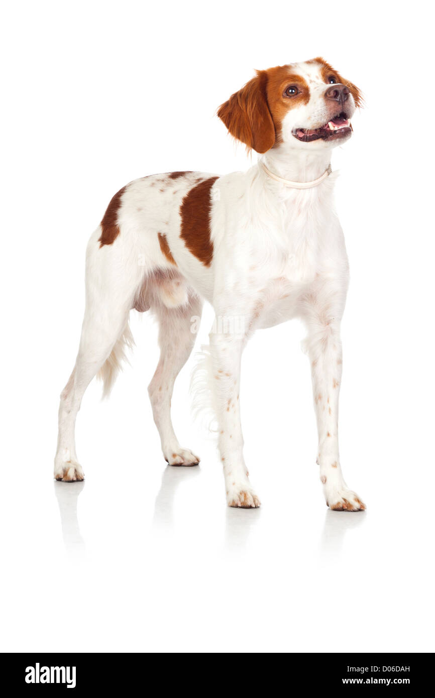 Nice hunting dog isolated on white background Stock Photo - Alamy