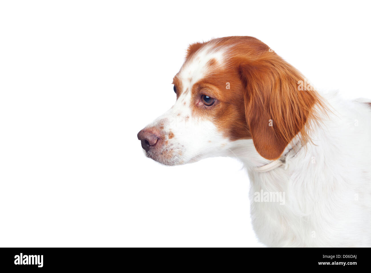 Nice hunting dog isolated on white background Stock Photo - Alamy