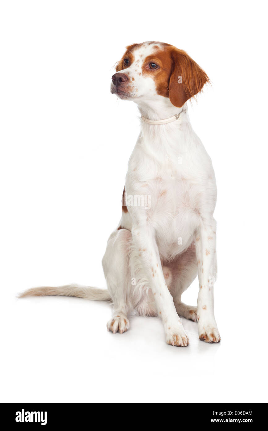 Nice hunting dog isolated on white background Stock Photo - Alamy