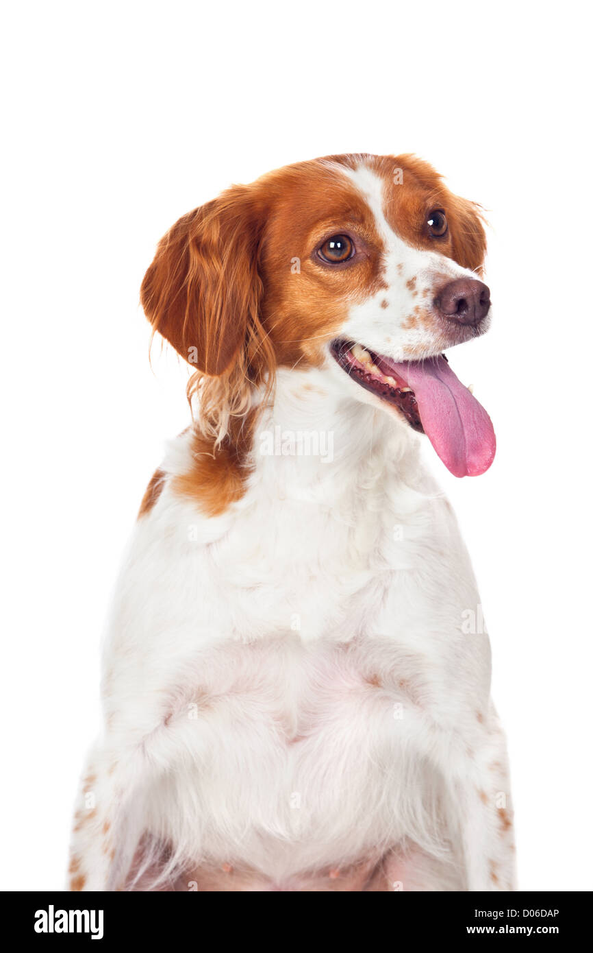 Nice hunting dog isolated on white background Stock Photo - Alamy