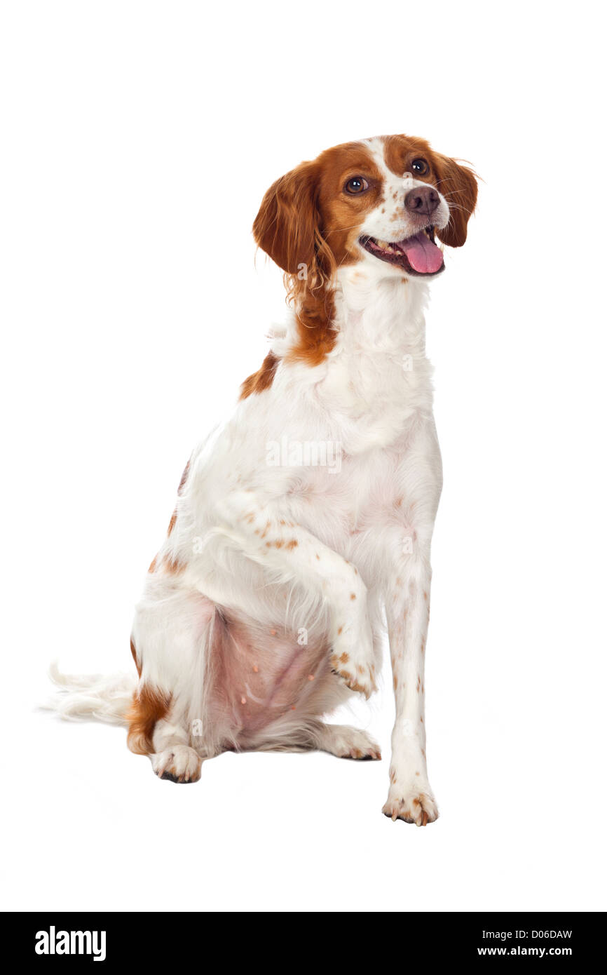 Nice hunting dog isolated on white background Stock Photo - Alamy