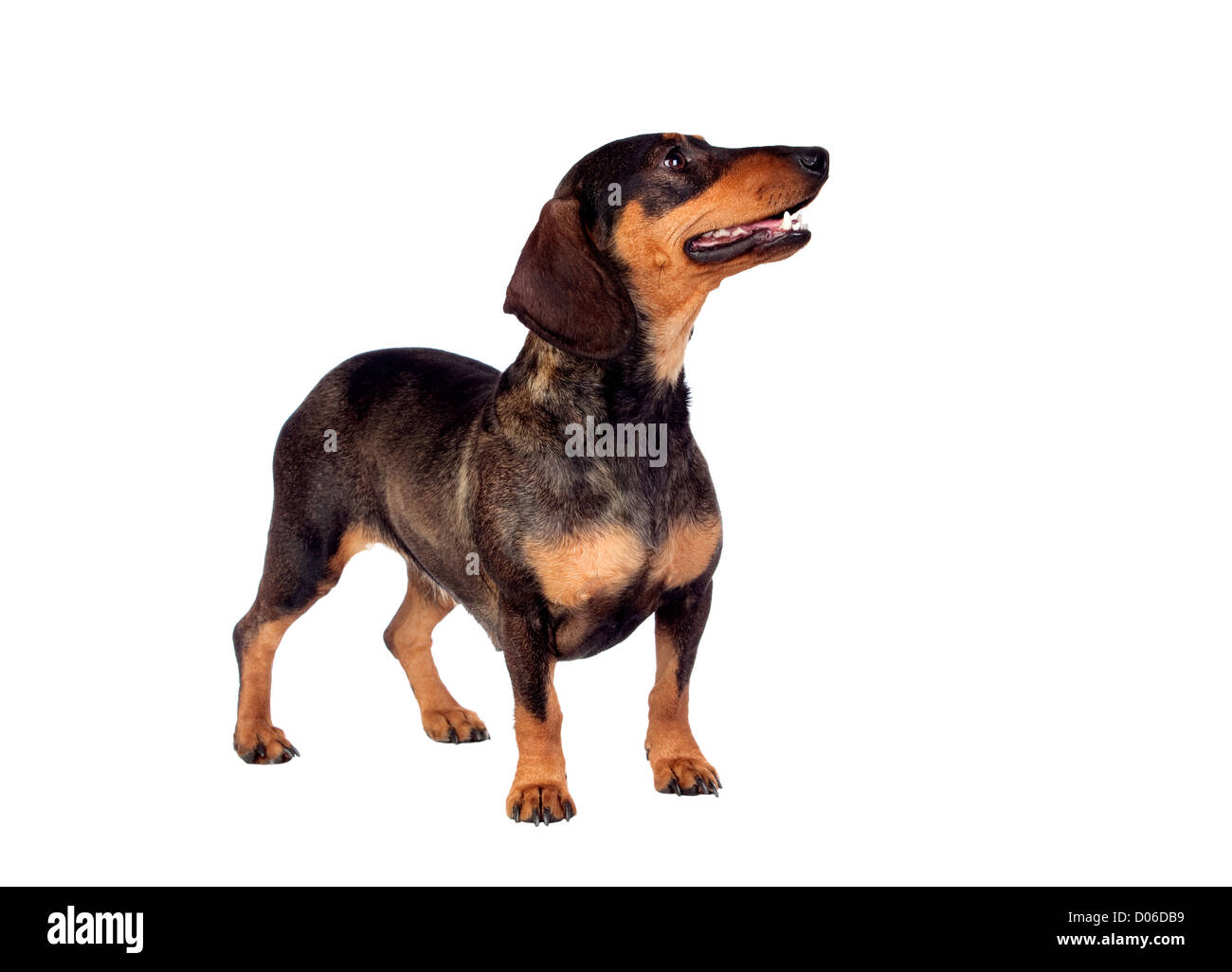 Beautiful dog teckel isolated on white background Stock Photo - Alamy