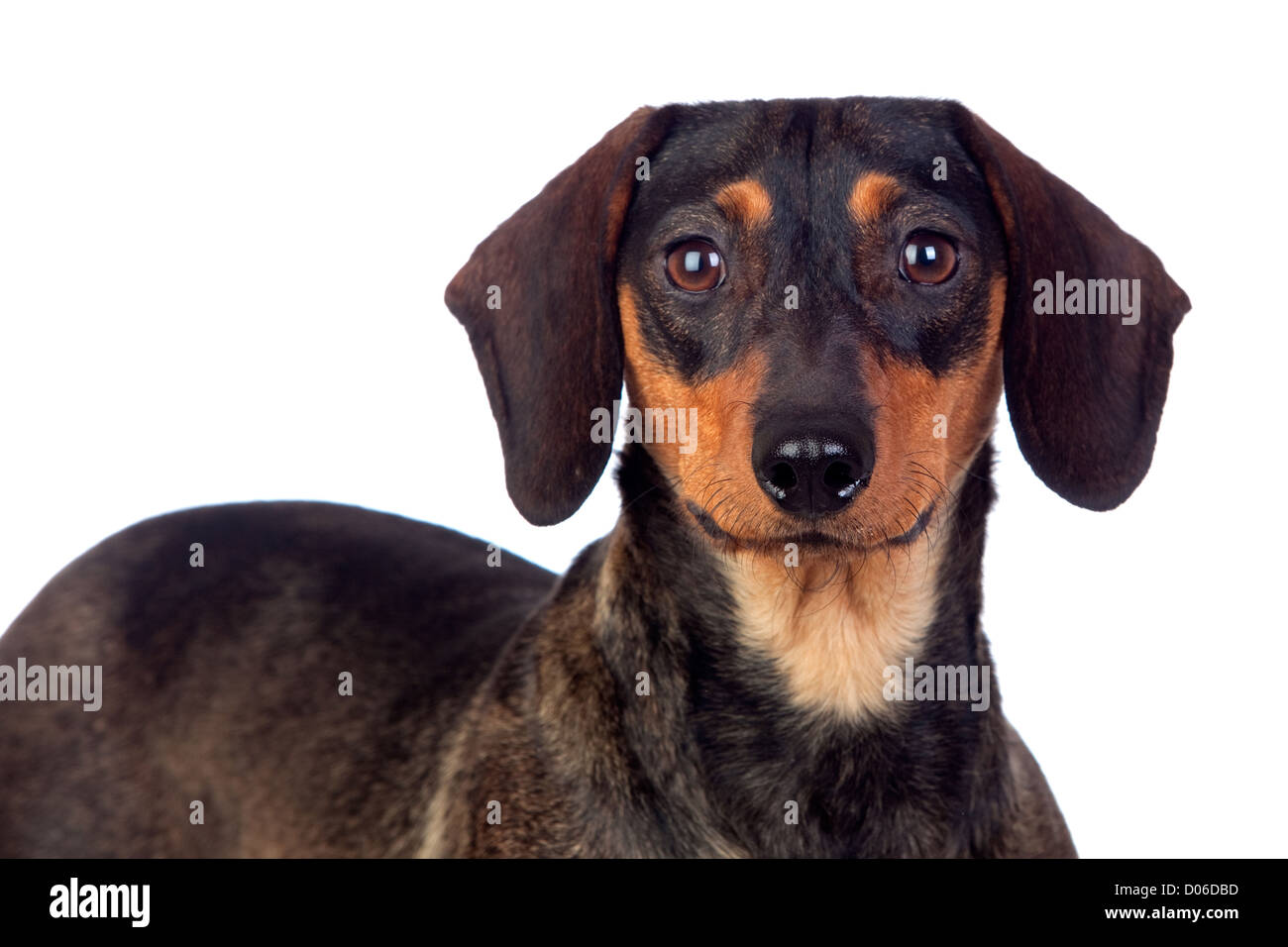 Beautiful dog teckel isolated on white background Stock Photo - Alamy