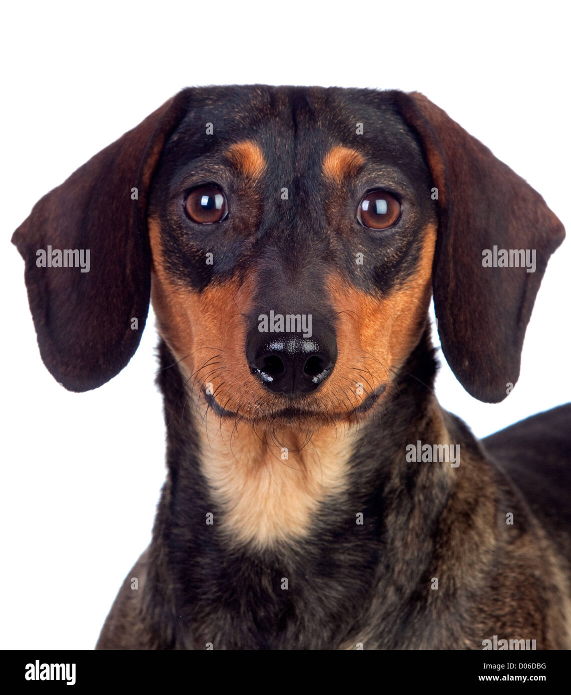 Beautiful dog teckel isolated on white background Stock Photo - Alamy