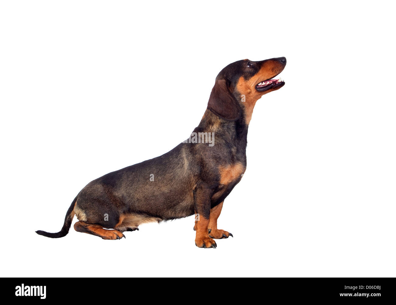 Beautiful dog teckel isolated on white background Stock Photo - Alamy