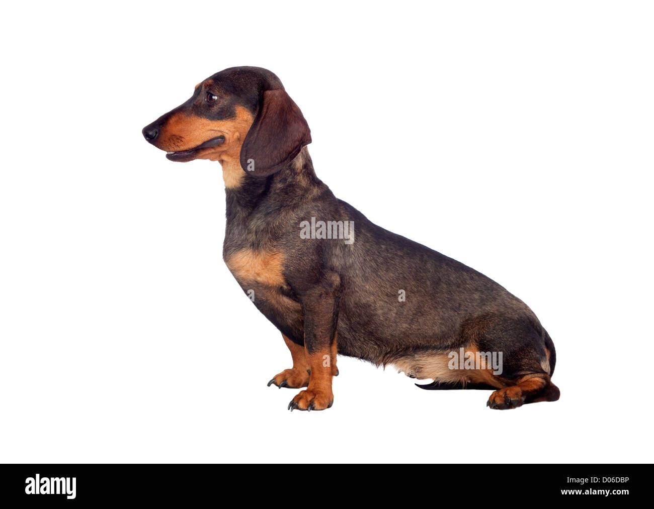 Beautiful dog teckel isolated on white background Stock Photo - Alamy