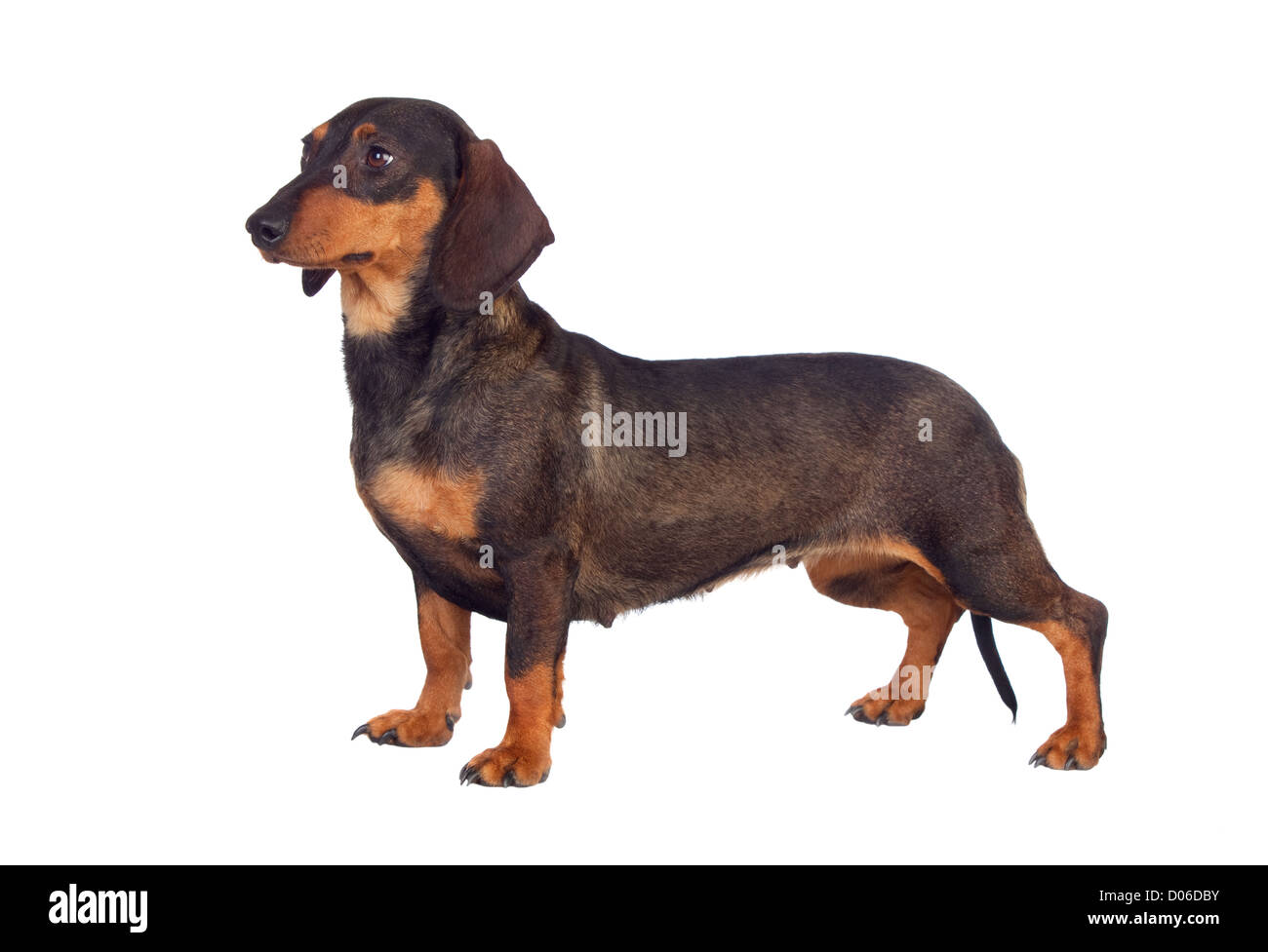 Funny dog teckel isolated on white background Stock Photo - Alamy