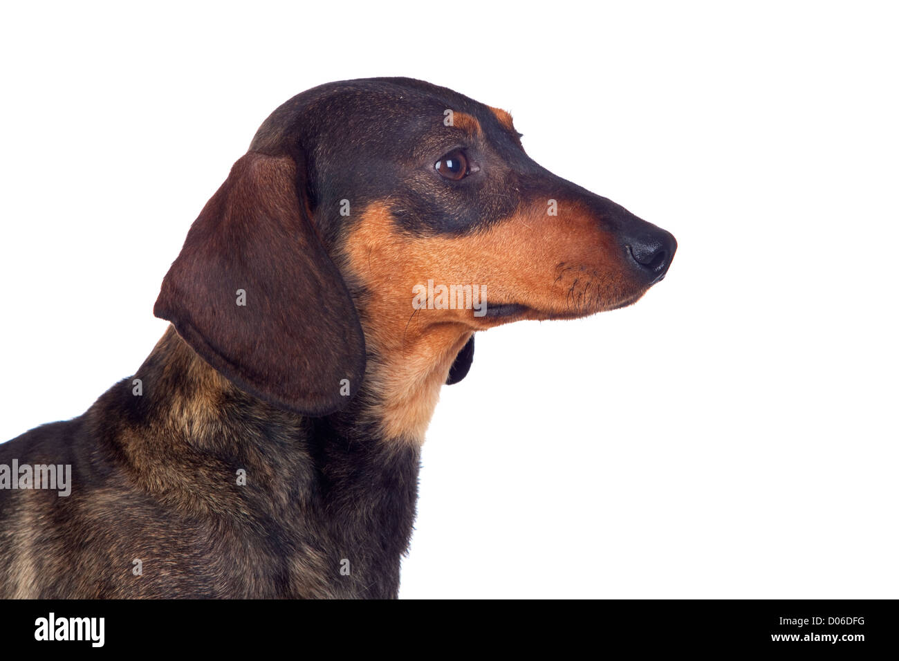 Beautiful dog teckel isolated on white background Stock Photo - Alamy