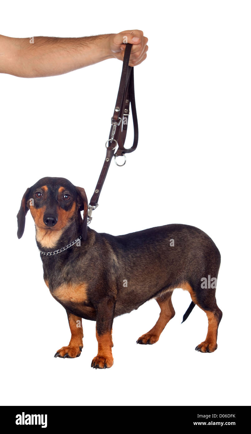 Beautiful dog teckel isolated on white background Stock Photo - Alamy