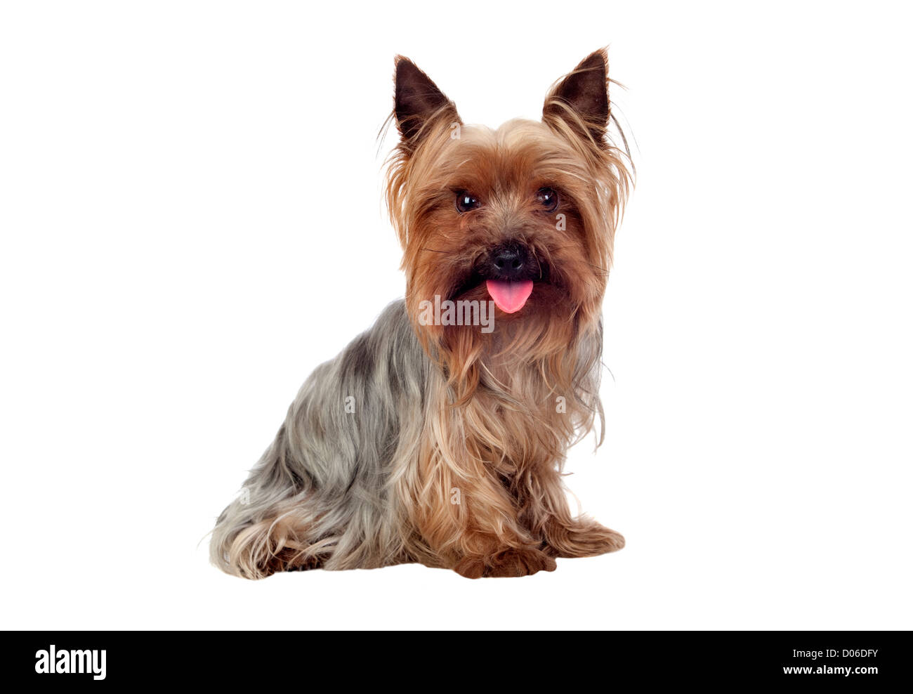 Beautiful yorkshire with long hair isolated on white background Stock ...