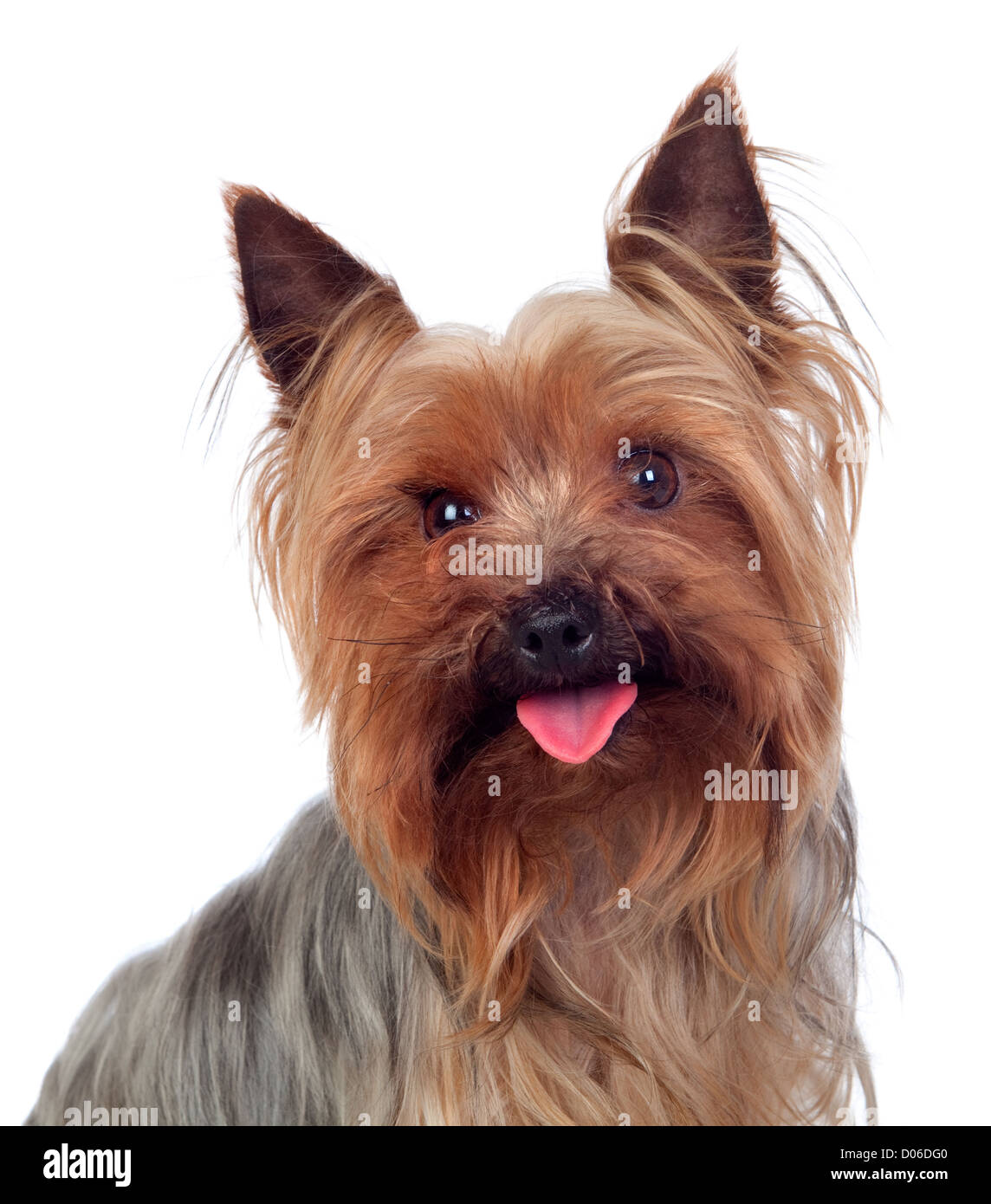 Beautiful yorkshire with long hair isolated on white background Stock ...