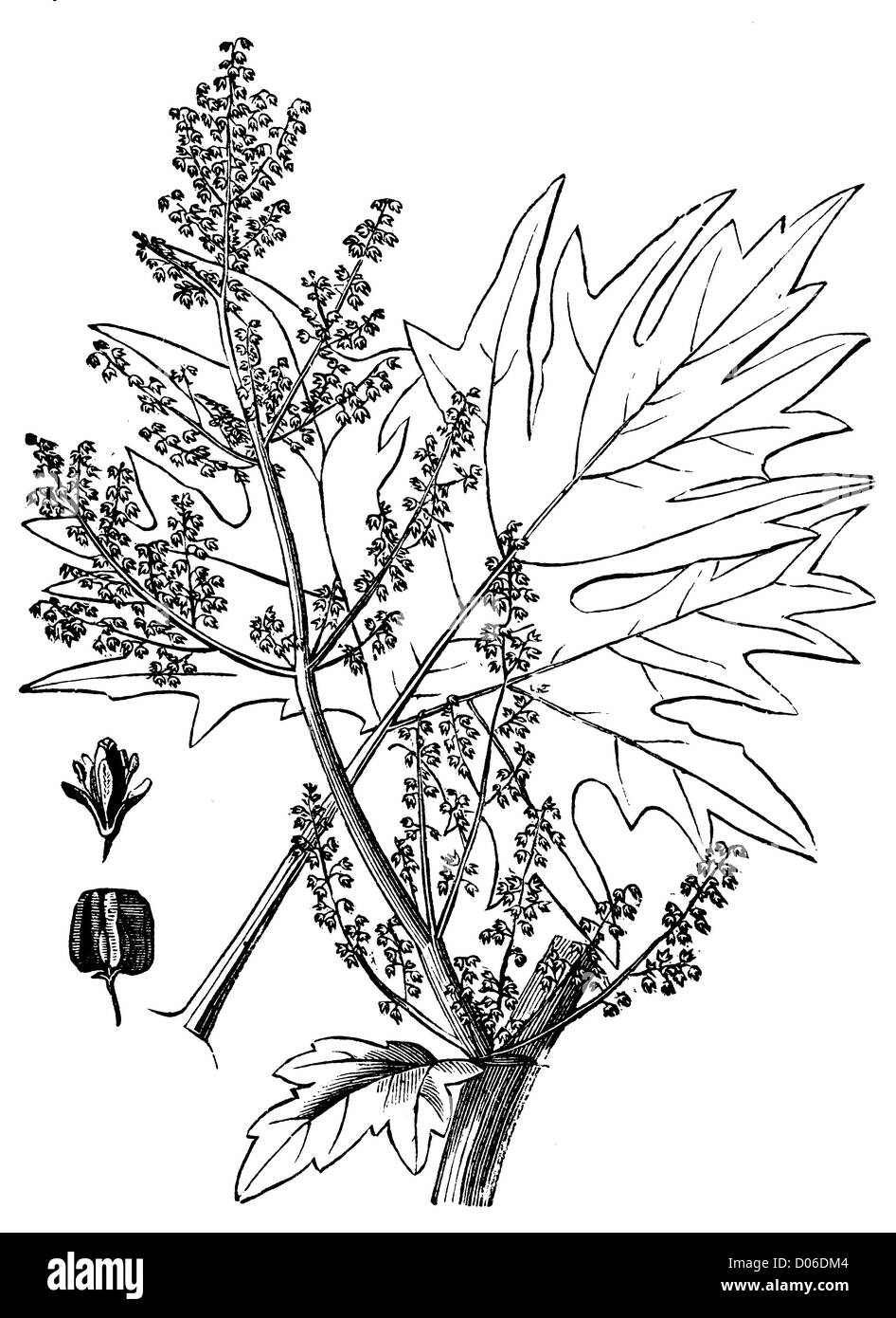 Rhubarb plant drawing hi-res stock photography and images - Alamy