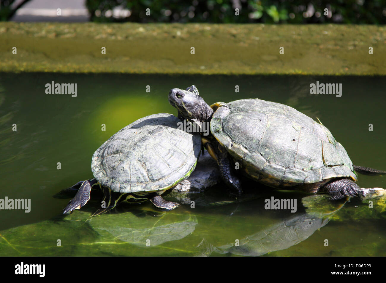 Turtles on the rocks Stock Photo - Alamy