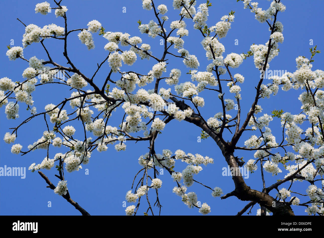 white flowers, Poland Stock Photo - Alamy