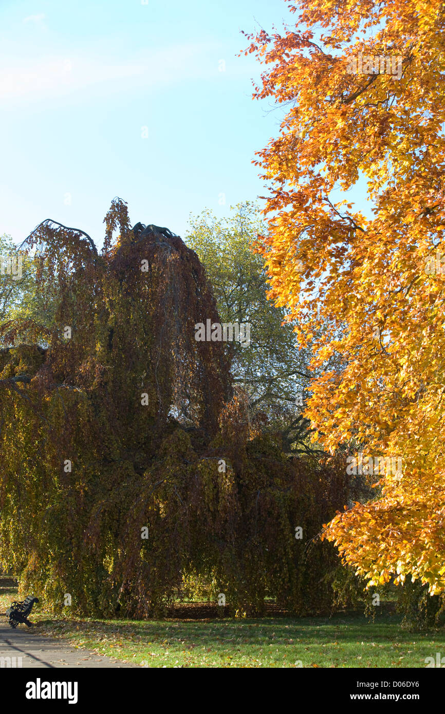 Autumn Leaves and Trees in Hyde park London England Stock Photo - Alamy