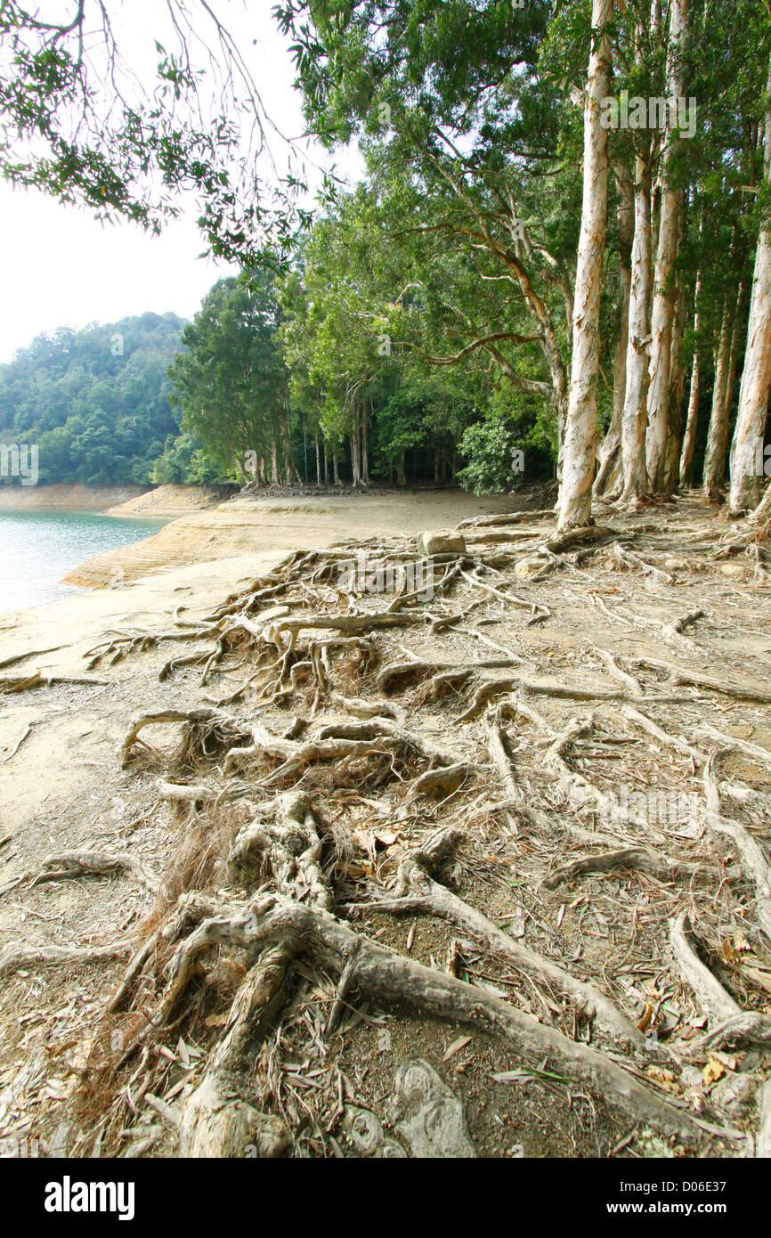 Buttress root on the ground Stock Photo - Alamy