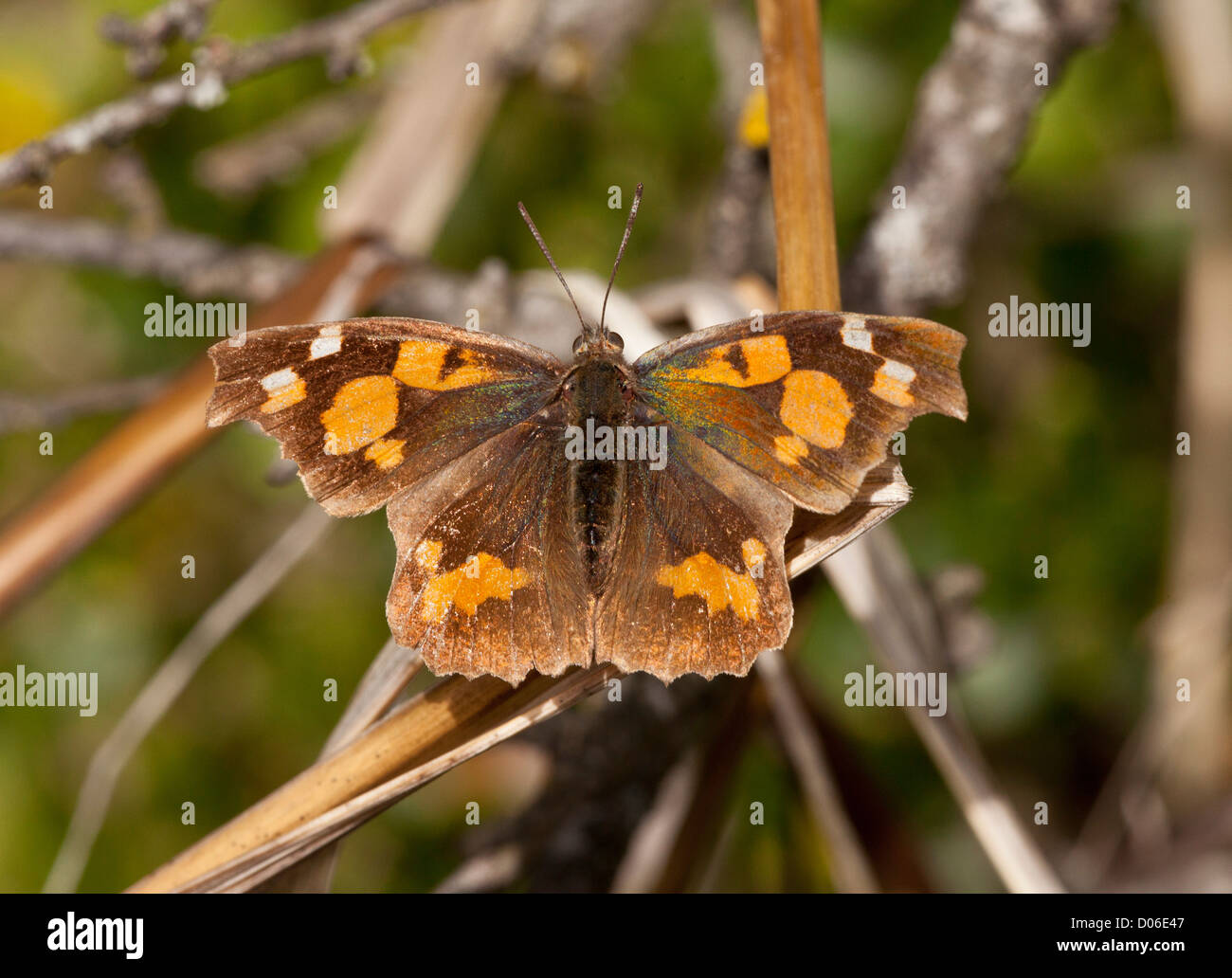 North west greece invertebrate insect lepidoptera butterfly butterflies ...
