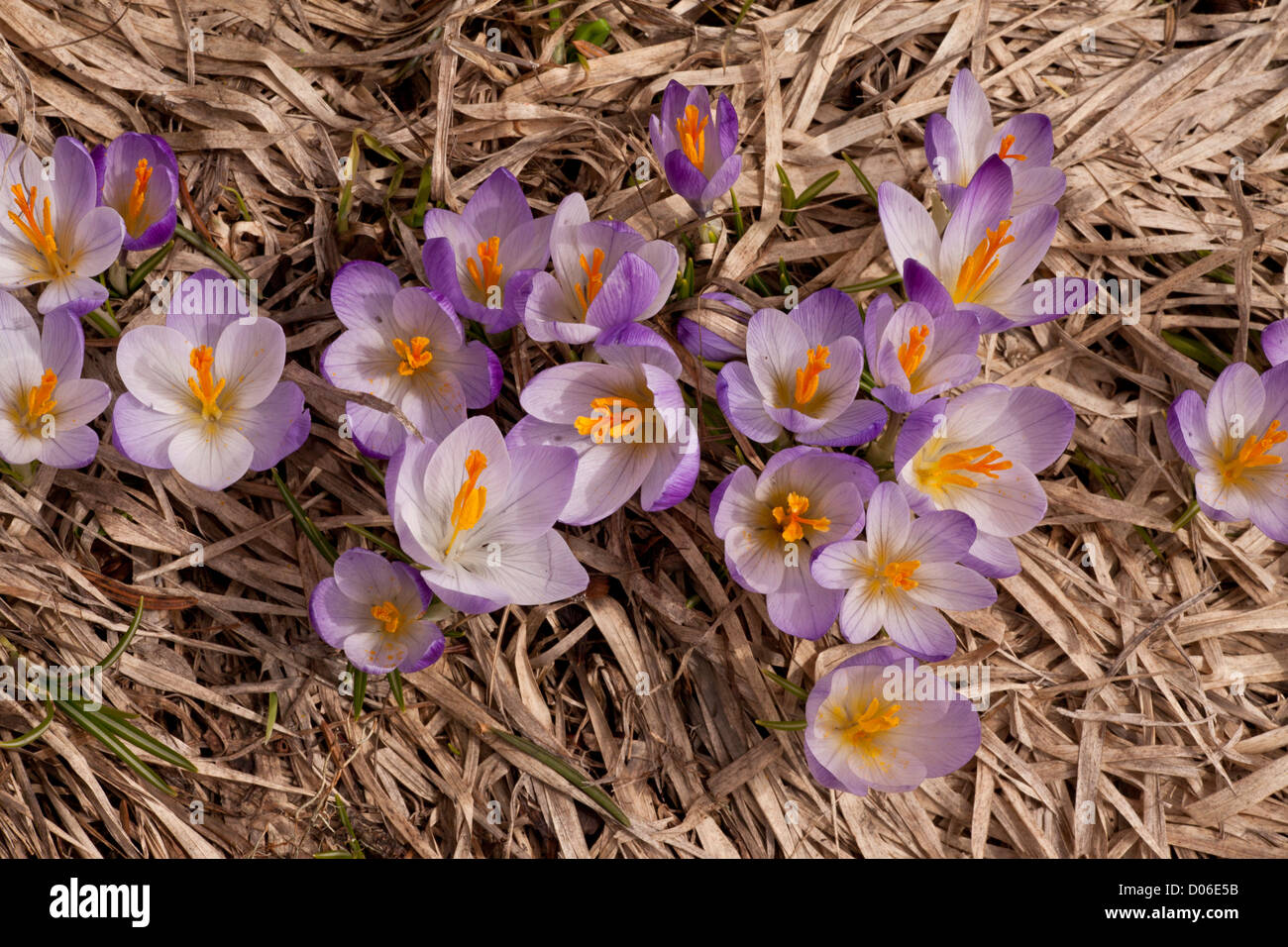 Crocuses, Crocus sieberi ssp. sublimis, at the snowline in spring, on ...