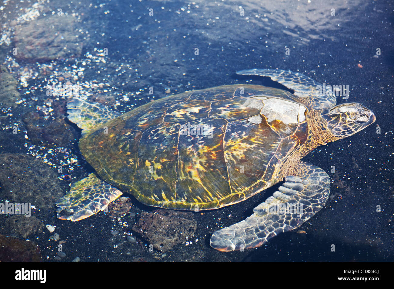 Hawaiian turtle hi-res stock photography and images - Alamy
